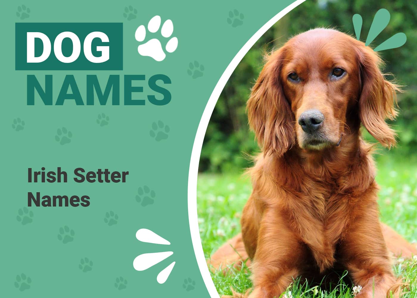 150+ Irish Setter Names: Unique, Popular & Best Ideas – Dogster