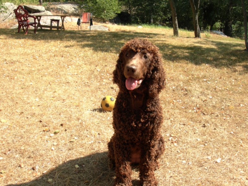 Irish Water Spaniel: Dog Breed Info, Pictures, Facts & Traits – Dogster