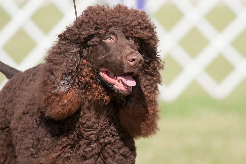 Irish Water Spaniel: Dog Breed Info, Pictures, Facts & Traits – Dogster