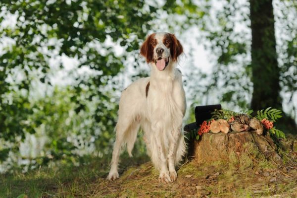 Irish Red and White Setter: Info, Pictures, Facts & Traits – Dogster