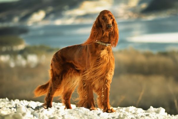 Top 10 Red Dog Breeds: Big, Small & Fluffy (With Pictures) – Dogster