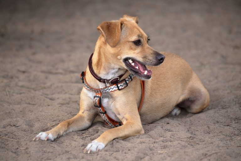 Italian Greagle Dog Breed: Info, Pictures, Care & More – Dogster