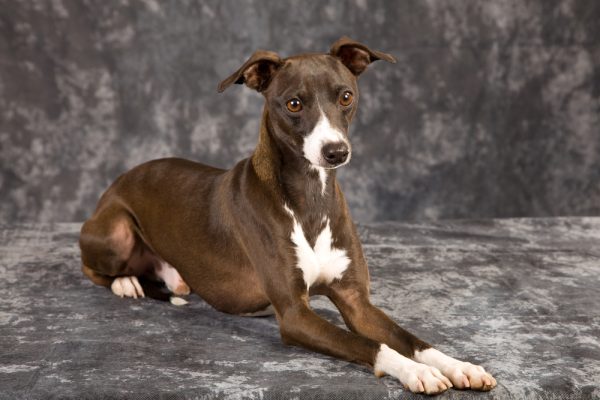 Italian Greyhound Dog Breed Info, Pictures, Facts, Traits & More – Dogster