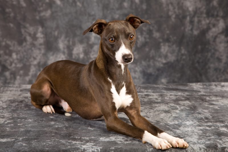 210 Dog Names Starting With N for Your Naughty Pup! – Dogster