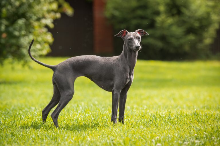 15 Classic Hound Dog Breeds (With Info & Pictures) – Dogster