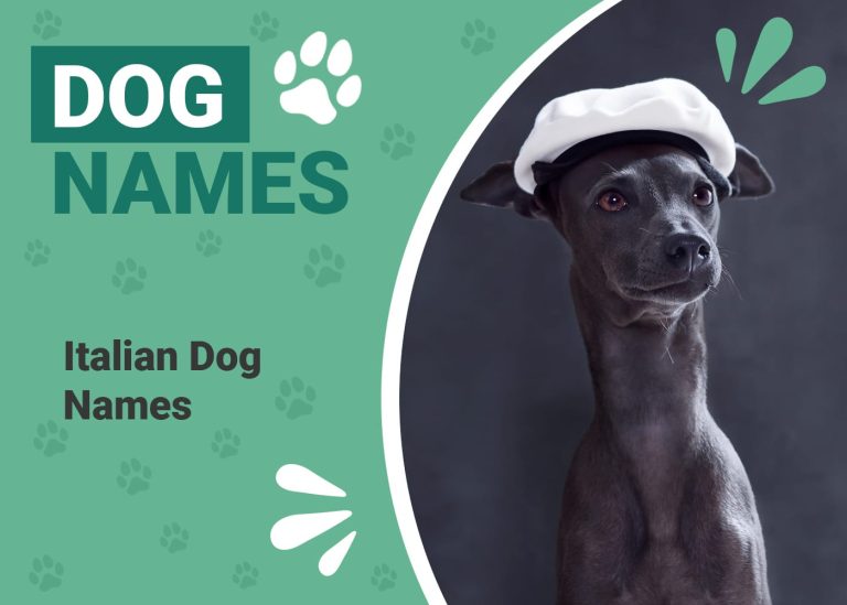 200+ Italian Dog Names: Female & Male Ideas With Meanings – Dogster