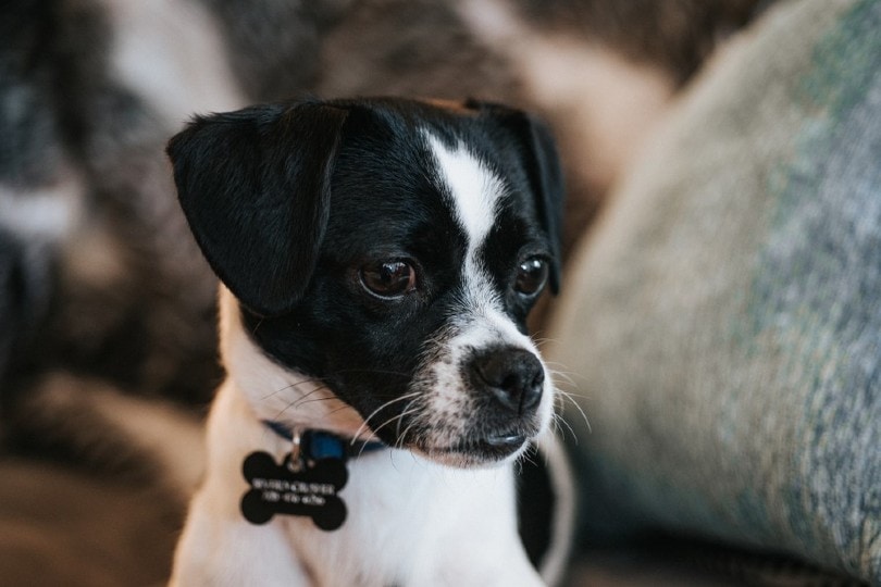 Jack Chi (Jack Russell Terrier & Chihuahua Mix): Pictures, Guide, Info, Care & More! – Dogster