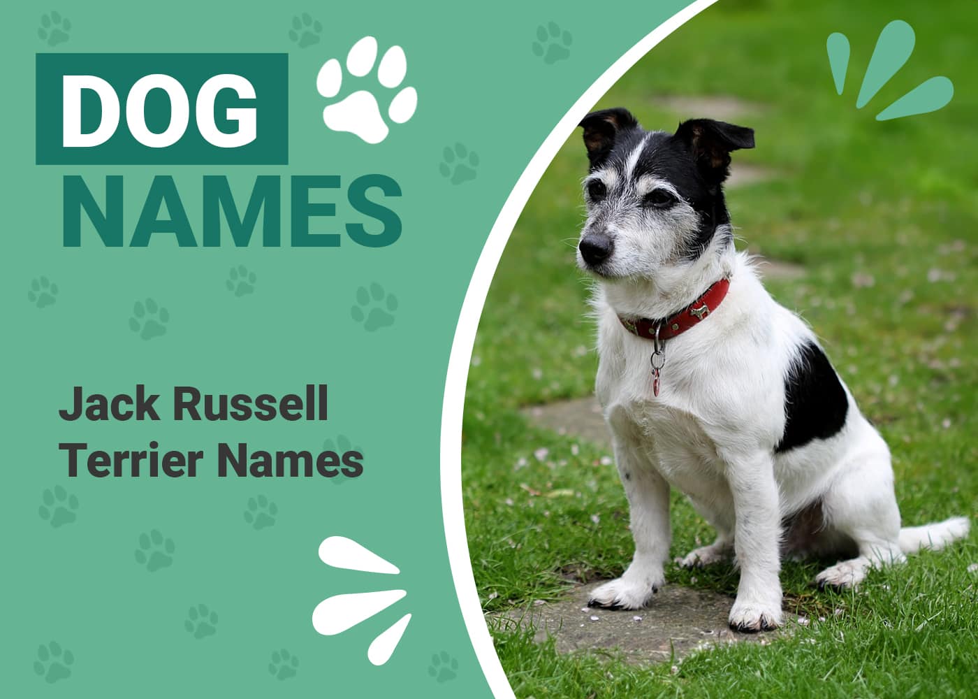 250+ Popular & Unique Jack Russell Terrier Names – Dogster