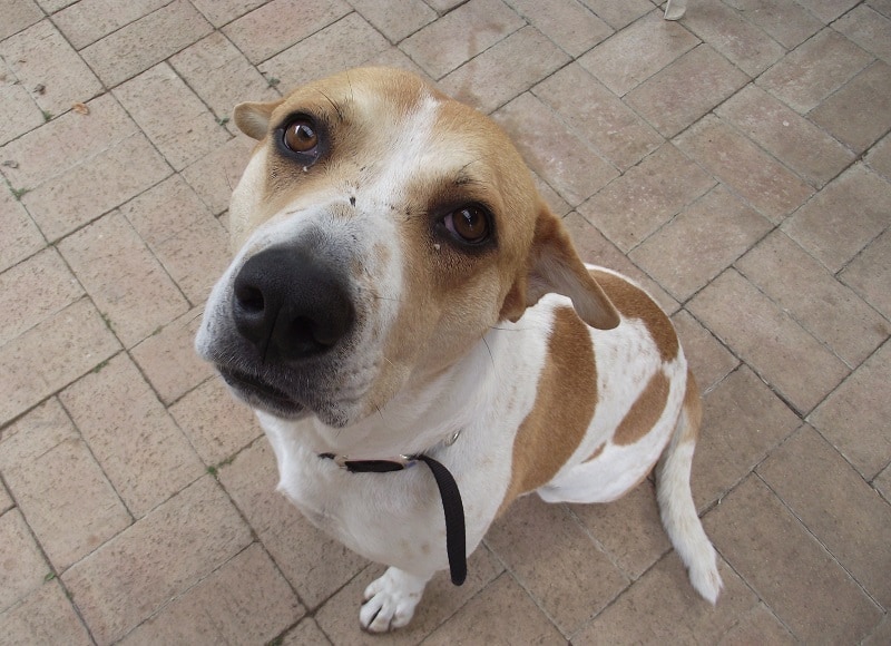 Jack-A-Bee Dog Breed: Info, Pictures, Care Guide & More – Dogster