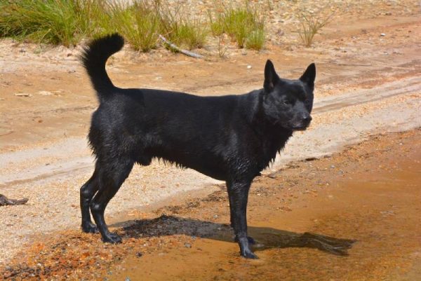 Kai Ken Dog Breed: Info, Pictures, Facts, & Traits – Dogster