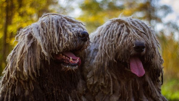 Komondor Breed Info: Pictures, Temperament & Traits – Dogster