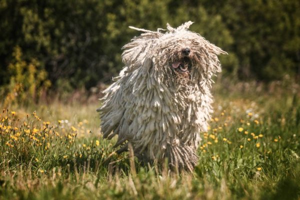 20 Long-Haired Dog Breeds: Info, Pictures & Origins – Dogster