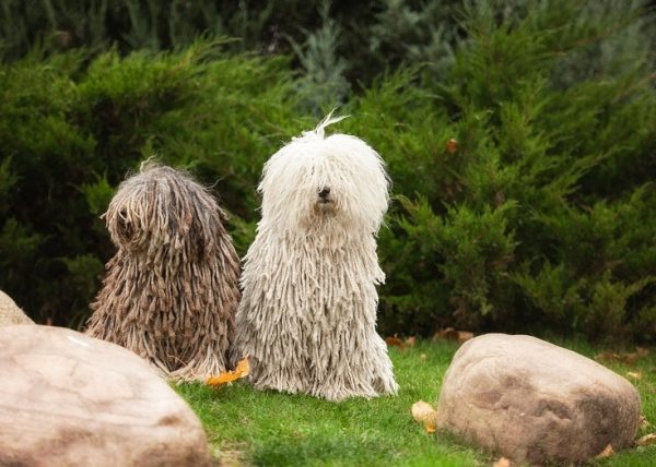 Komondor Breed Info: Pictures, Temperament & Traits – Dogster