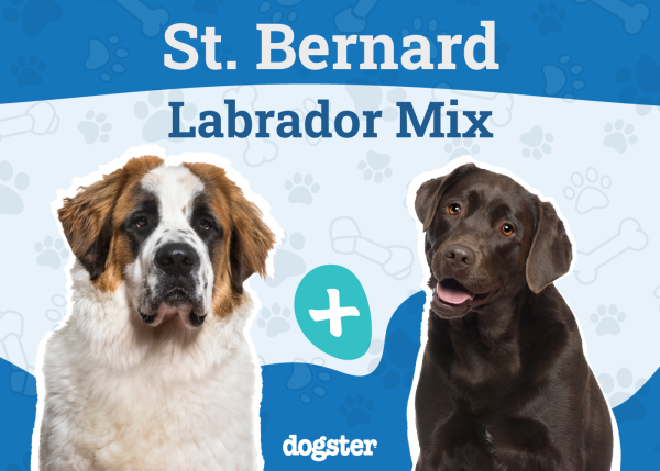 Labernard (St. Bernard Lab Mixed Dog Breed) Info, Pictures, Care & More ...