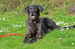 Labradane Dog Breed Guide: Info, Pictures, Care & More! – Dogster