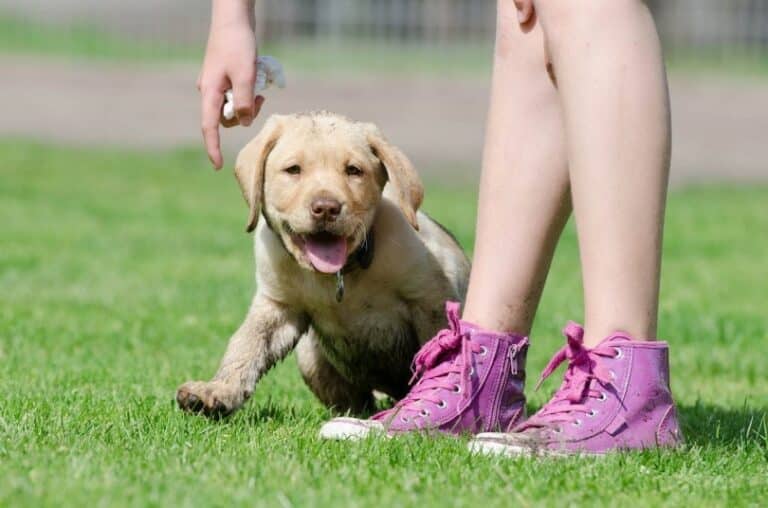 How to Stop Bad Behavior in Puppies? 11 Vet-Approved Training & Care ...