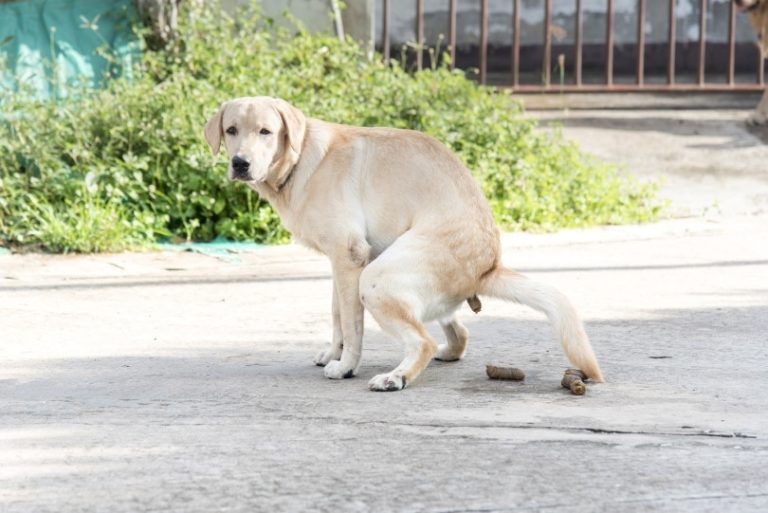 Why Does My Dog’s Poop Smell So Bad? 6 Vet-Reviewed Reasons – Dogster