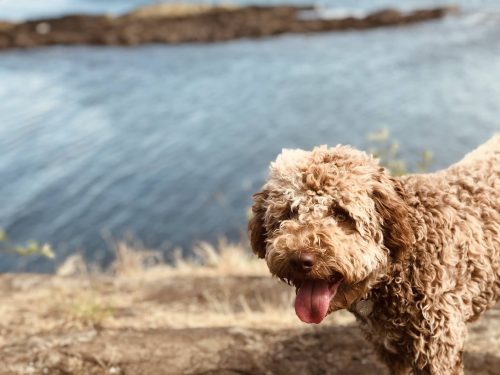 Lagotto Romagnolo Dog Breed: Info, Pictures, Facts & Traits – Dogster