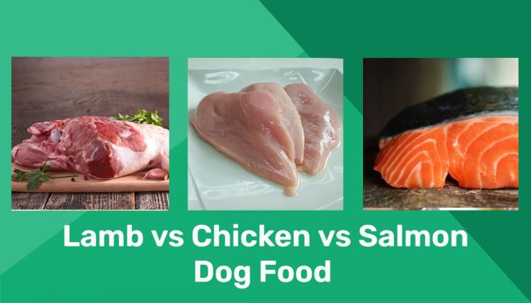Lamb vs. Chicken vs. Salmon Dog Food: Pros, Cons & Differences – Dogster