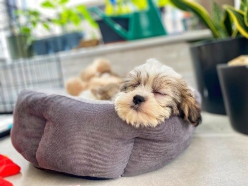 Malchi (Chihuahua & Maltese Mix): Info, Pictures, Care & More – Dogster