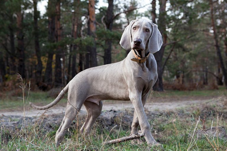 Weimaraner Dog Breed Info: Pictures, Care, Traits & More – Dogster