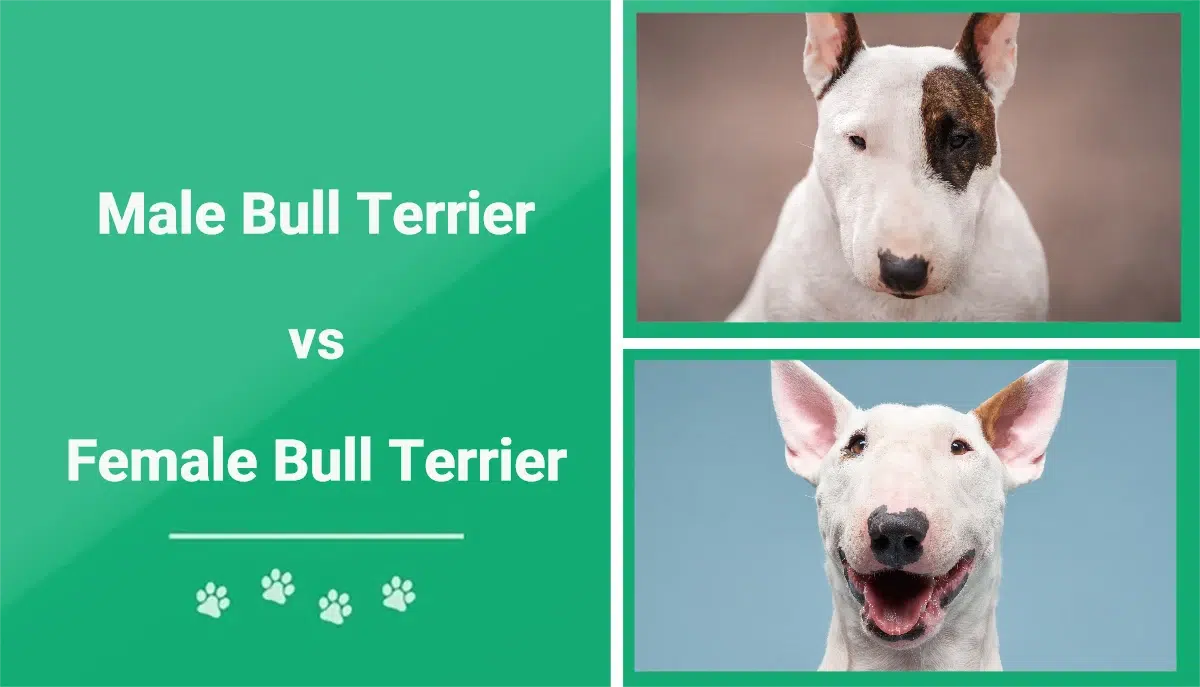 Male vs. Female Bull Terrier: Key Differences (With Pictures) – Dogster