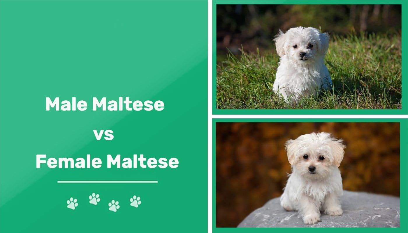 Male vs Female Maltese: What’s The Difference (With Pictures) – Dogster