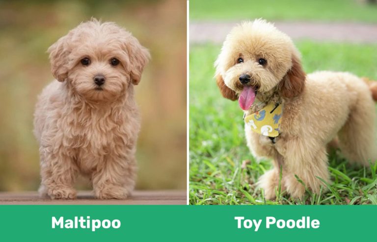 Maltipoo vs Toy Poodle: The Differences (With Pictures) – Dogster