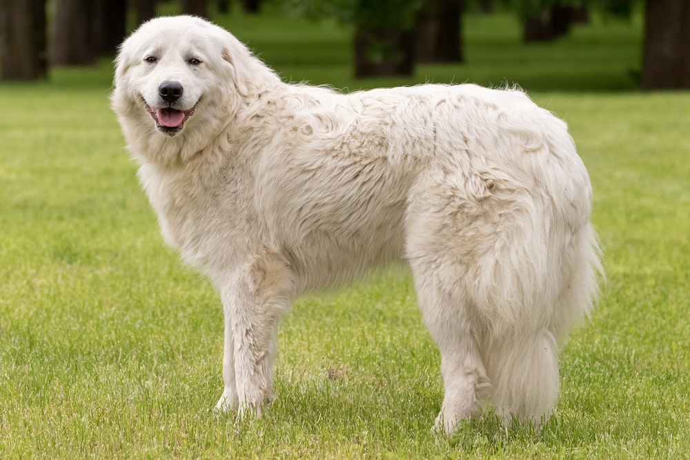13 Livestock Guardian Dog Breeds: Info, Pictures & Origins – Dogster