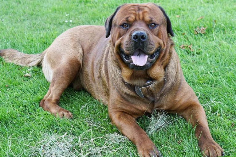 Mastweiler (Mastiff & Rottweiler Mix): Info, Pictures, Care & More ...