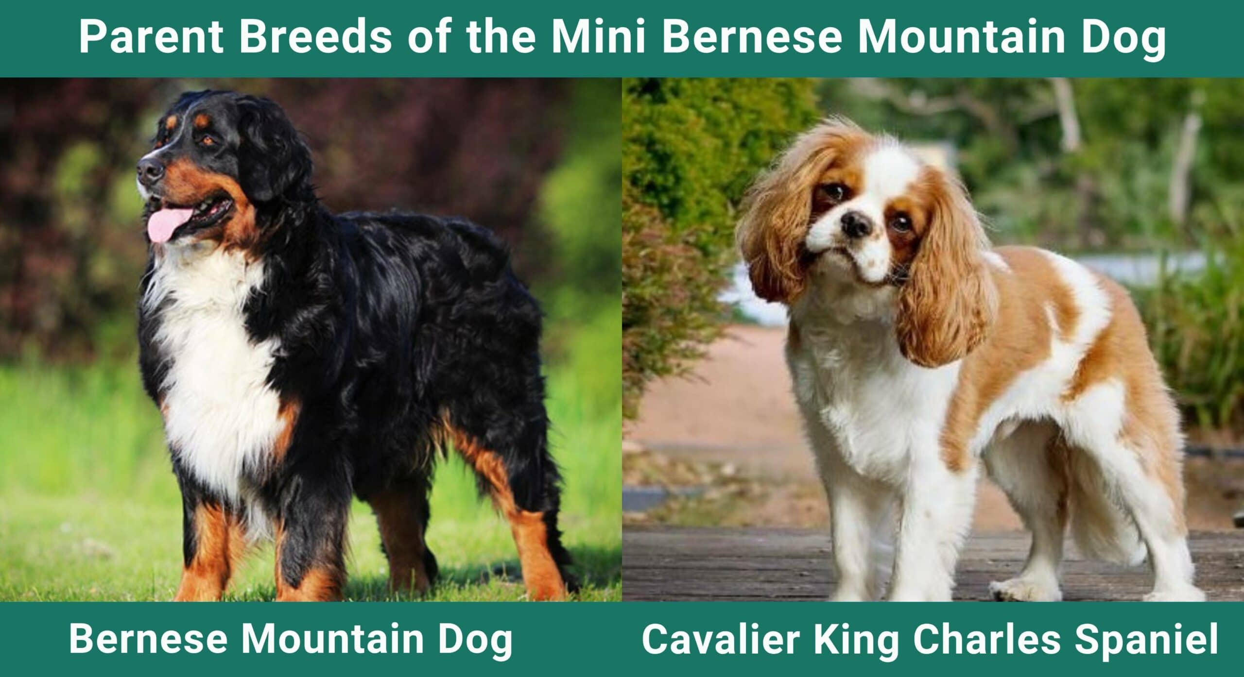 Mini Bernese Mountain Dog Breed: Info, Pictures, Temperament & Traits ...
