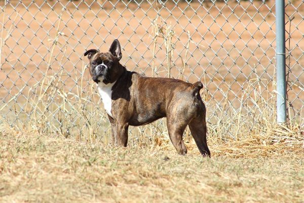 Miniature Boxer (Boston Terrier & Boxer Mix): Info, Pictures, Care ...