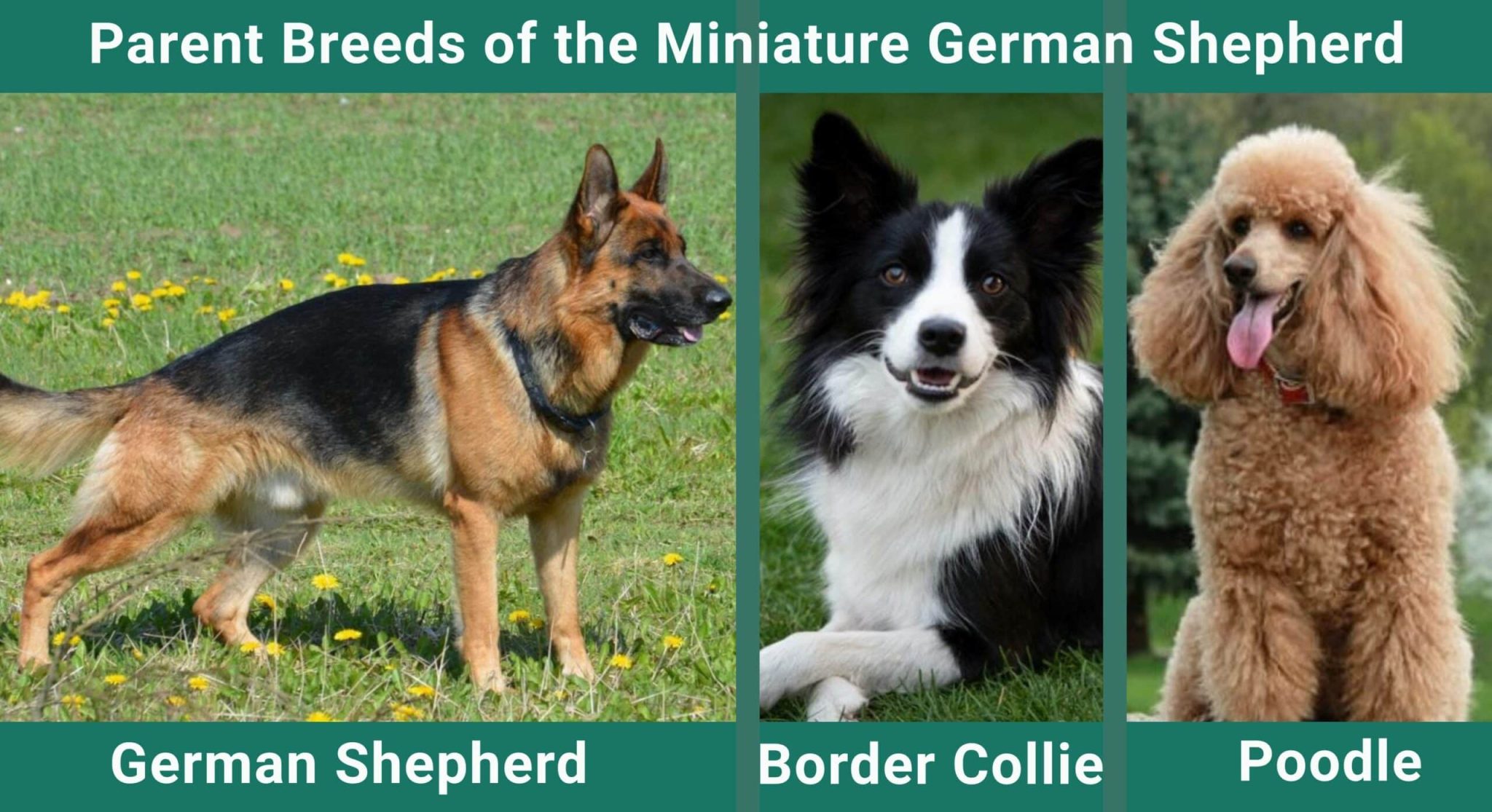 Miniature German Shepherd Dog Breed: Info, Pictures, Care & Facts – Dogster