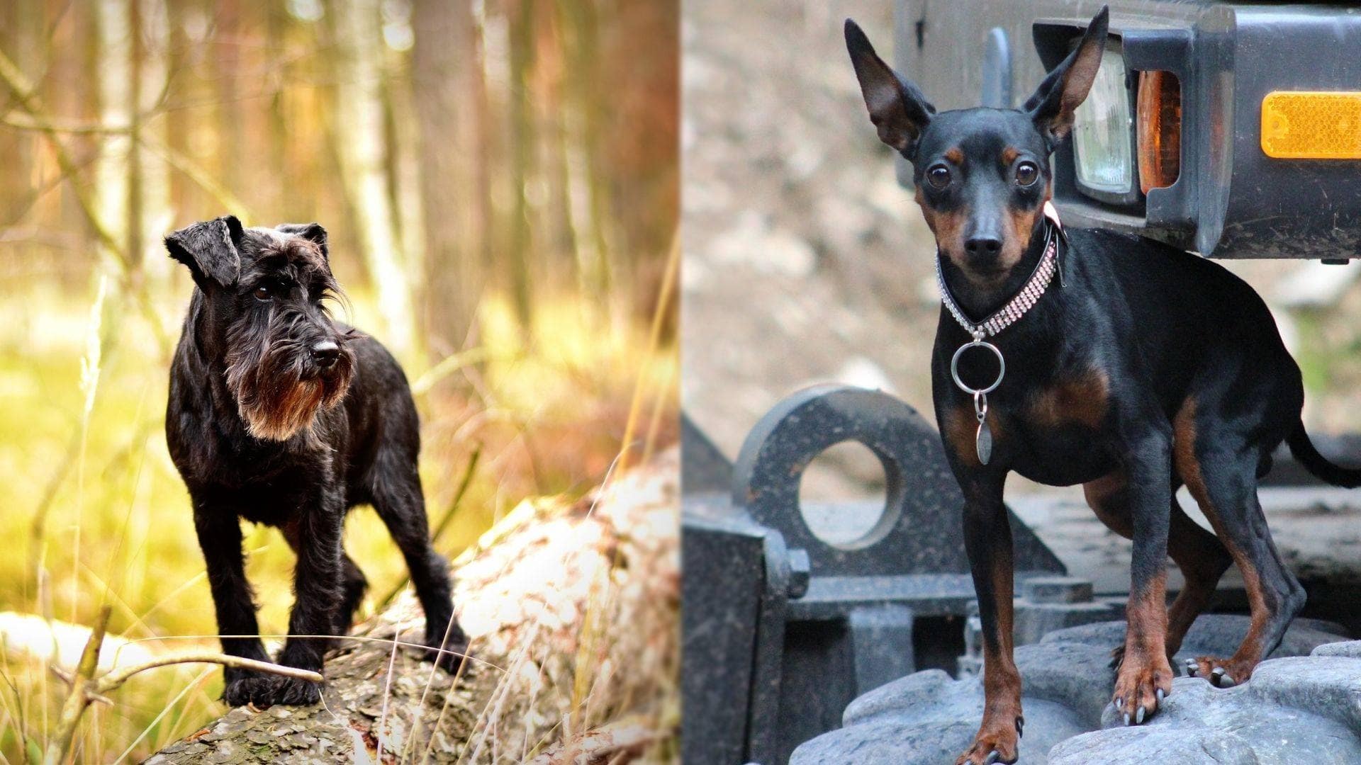 Miniature Schnaupin Dog Breed: Pictures, Guide, Info, Care & More – Dogster