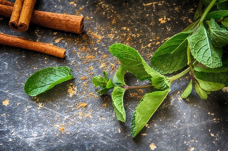 Can Dogs Eat Mint? Vet Approved Facts & FAQ – Dogster