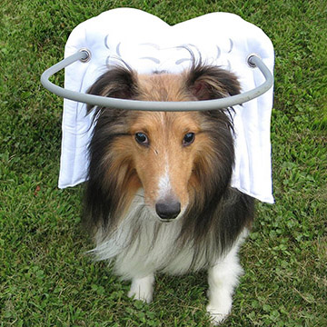 7 Best Harnesses for Blind Dogs in 2024 - Reviews & Top Picks – Dogster