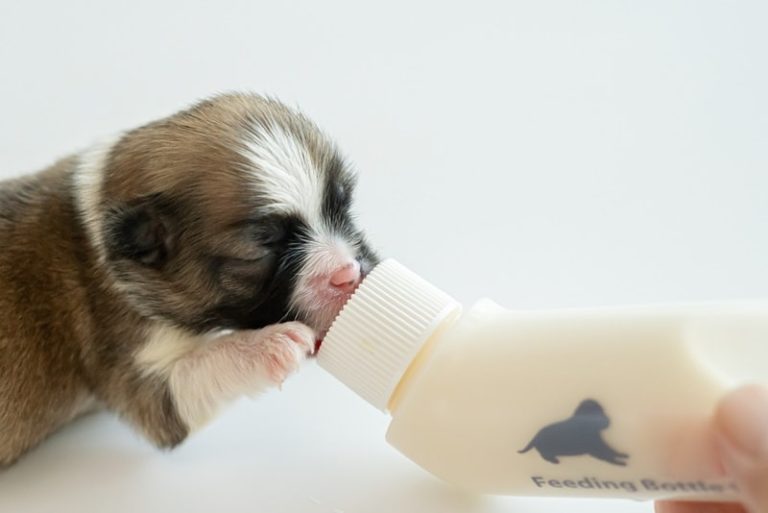 How to Keep a Weak Newborn Puppy Alive: Our Vet Explains the 11 Steps ...