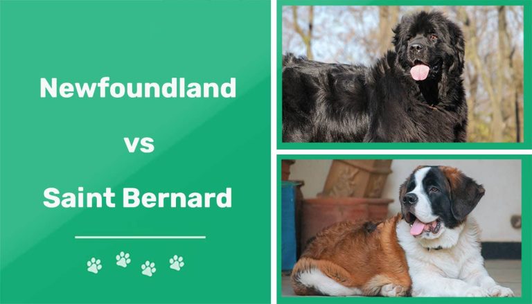 Newfoundland Dog vs St. Bernard: Main Differences (With Pictures) – Dogster