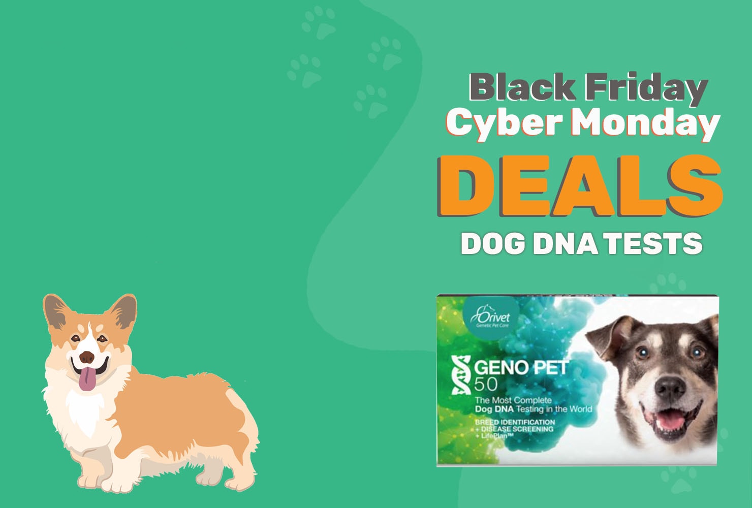 5 Best Black Friday/Cyber Monday Dog DNA Kit Deals & Sales 2024 – Dogster