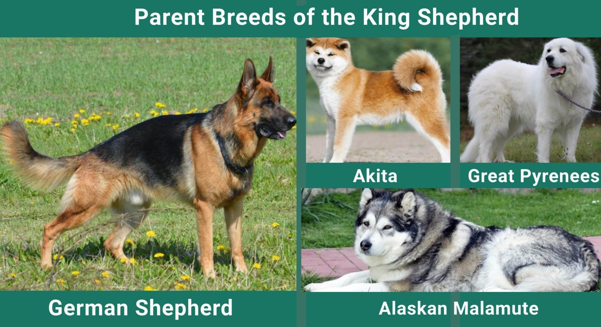 King Shepherd Dog Breed Guide: Info, Pictures, Care & More – Dogster