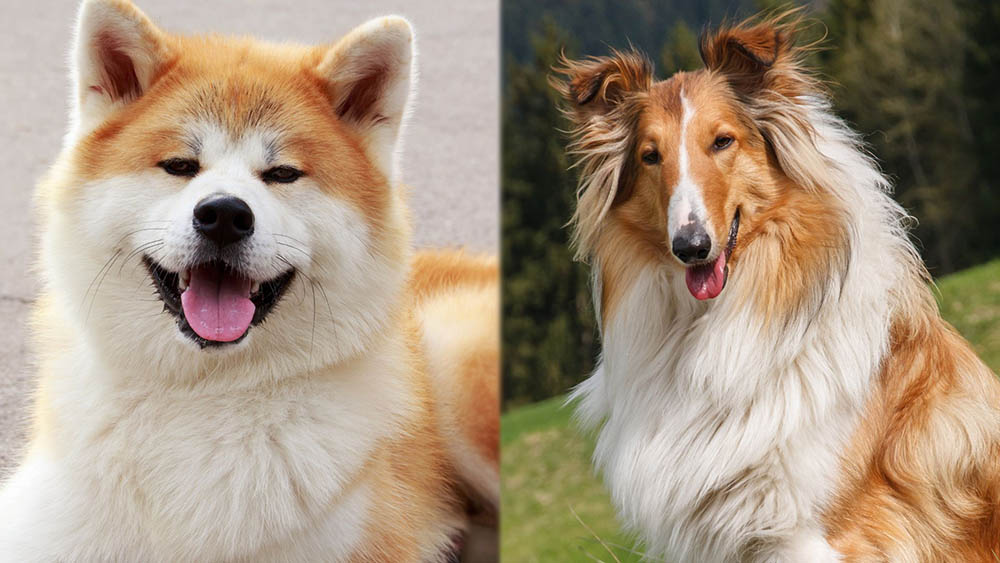 Rough Collie Mix Puppies