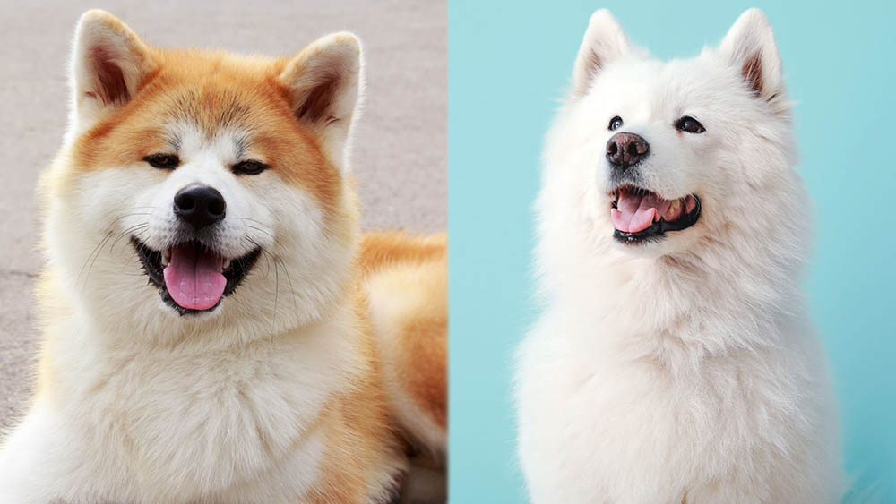 Akita Samoyed Mixed Dog Breed: Pictures, Info, Care & More – Dogster