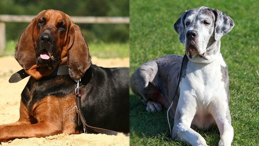 Bloodhound Great Dane Mix: Pictures, Info, Care & More – Dogster