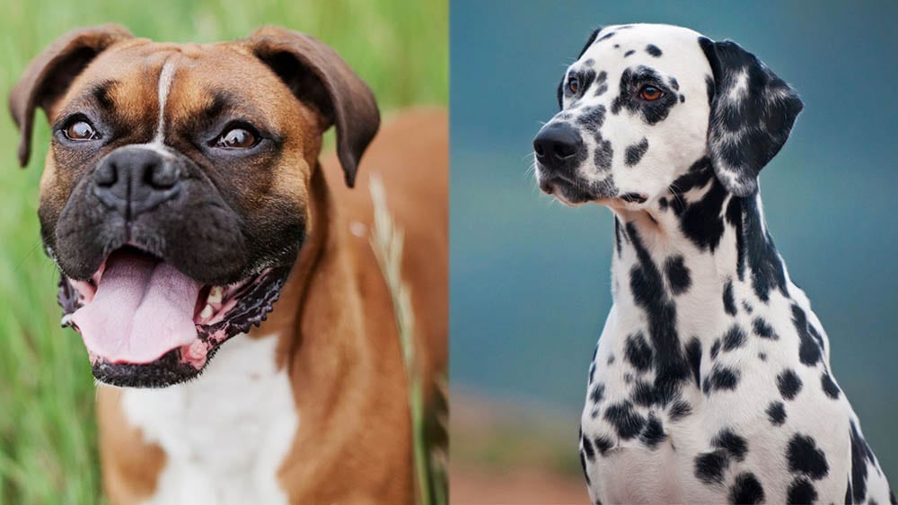 Boxmatian (Boxer & Dalmatian Mix): Care, Pictures, Info & More – Dogster