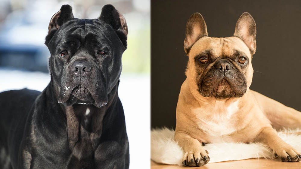 Cane Corso French Bulldog Mix: Care, Pictures, Info & More – Dogster