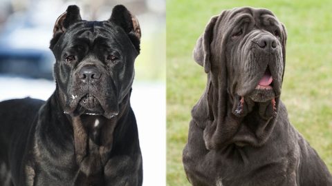 Cane Corso Neapolitan Mastiff Mixed Dog Breed: Pictures, Guide, Care ...