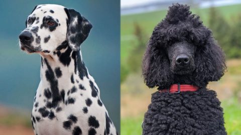 Dalmadoodle (Dalmatian Poodle Mix): Info, Pictures, Care & More – Dogster