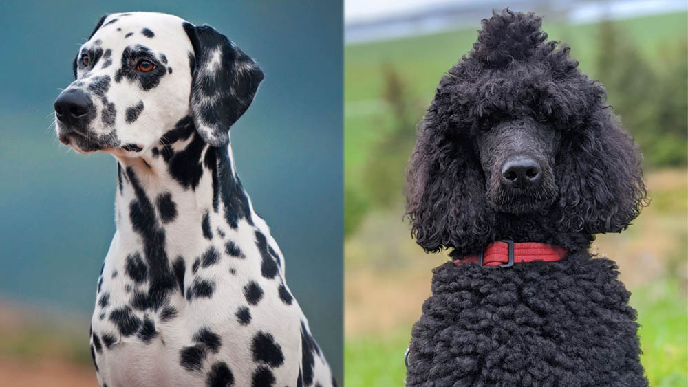 Dalmadoodle (Dalmatian Poodle Mix): Info, Pictures, Care & More – Dogster