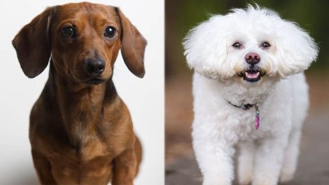 Doxie-Chon (Bichon Frise Dachshund Mix): Info, Pictures, Care & More ...