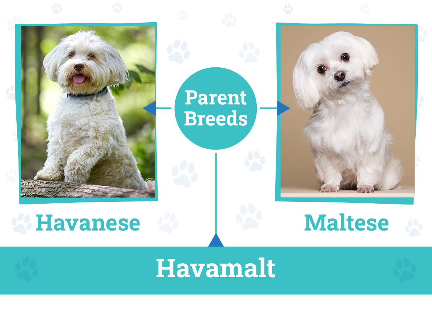 Havamalt Mixed Dog: Breed Info, Pictures, Traits & Care – Dogster